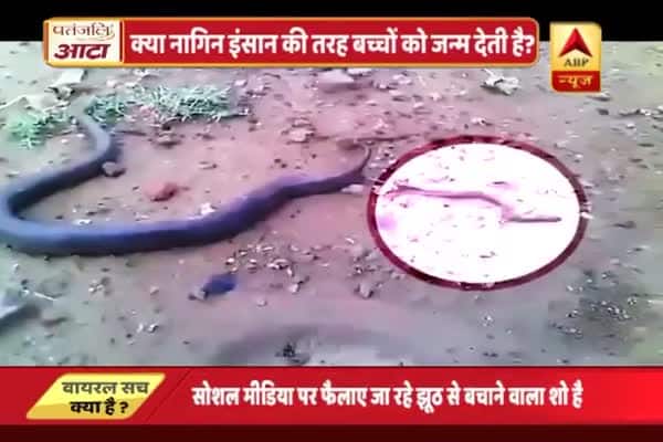 Viral Sach: Is this female serpent giving birth like humans?