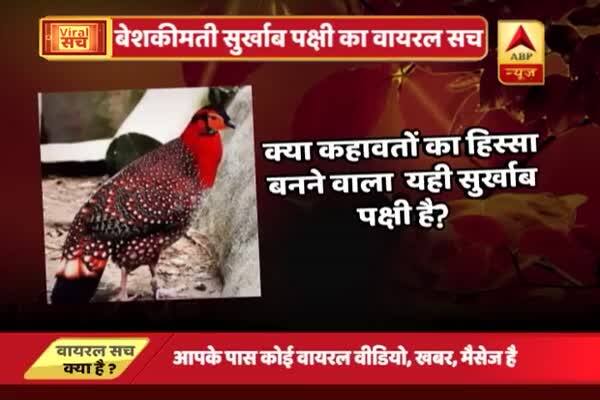 Viral Sach: A viral video of a bird claims to be of Surkhab bird, find ...