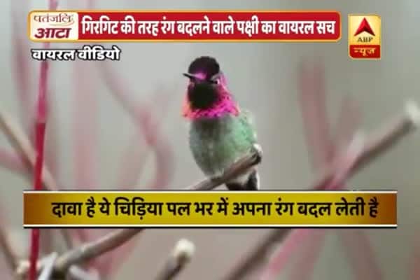 Viral Sach: This bird changes colour with every turn