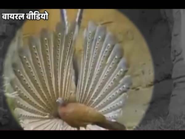 Viral Sach: Surkhab bird being sold for 25 lakh, fake or truth?