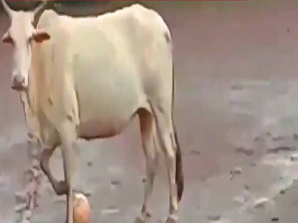 Video of cow playing football with group of boys goes viral | Master Stroke
