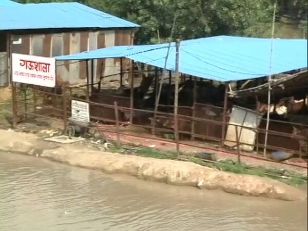 Yamuna Flows Above Danger Mark: At Least 200 Cows Stuck Near Purana ...