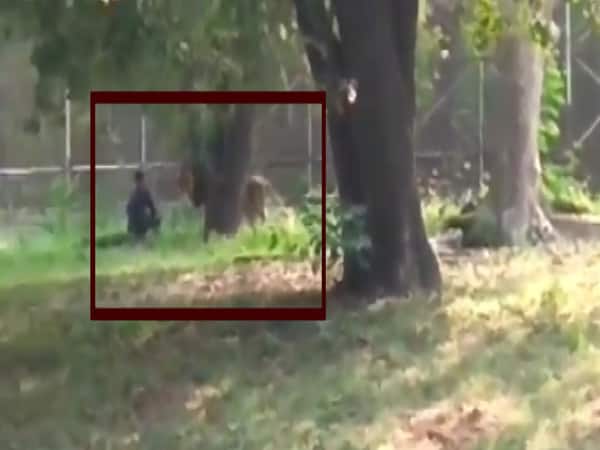 Man jumps into lion enclosure at Delhi zoo, gets rescued by security